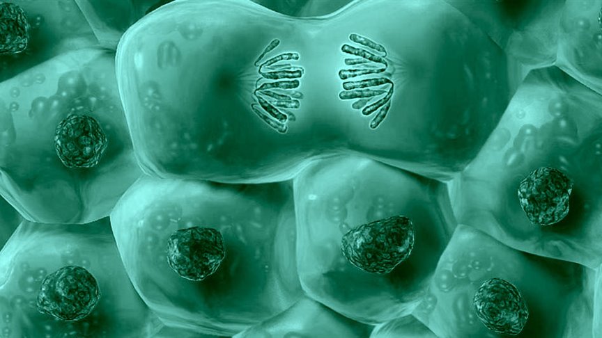 La nueva biología (I): Morfogénesis en seres vivos | Fundación Juan March