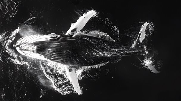 Worlds Under the Sea: From the Seabed to Ocean Life (II): The Basis of ...